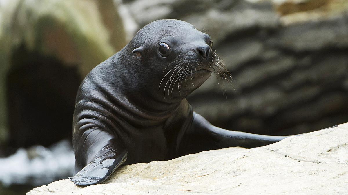 Schönbrunn: Neues Robben-Baby | Kurier