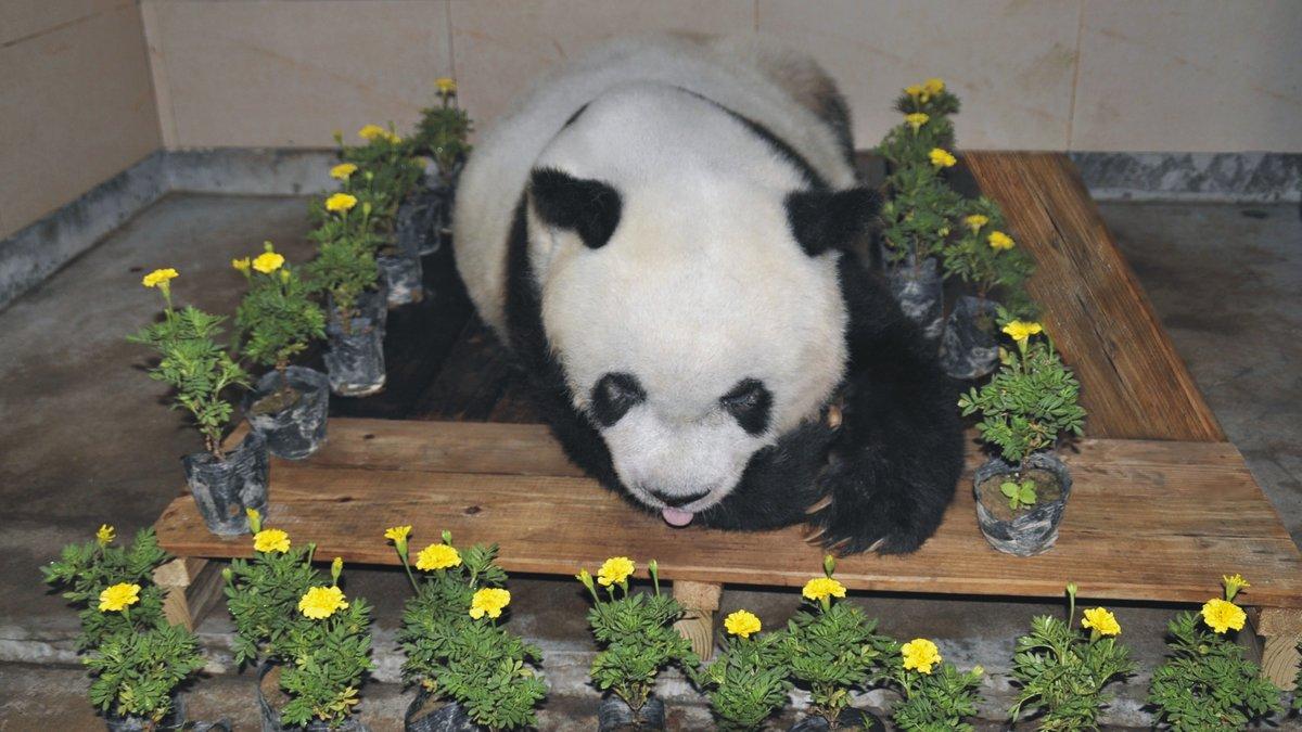 Basi, der älteste Panda der Welt, ist gestorben | Kurier