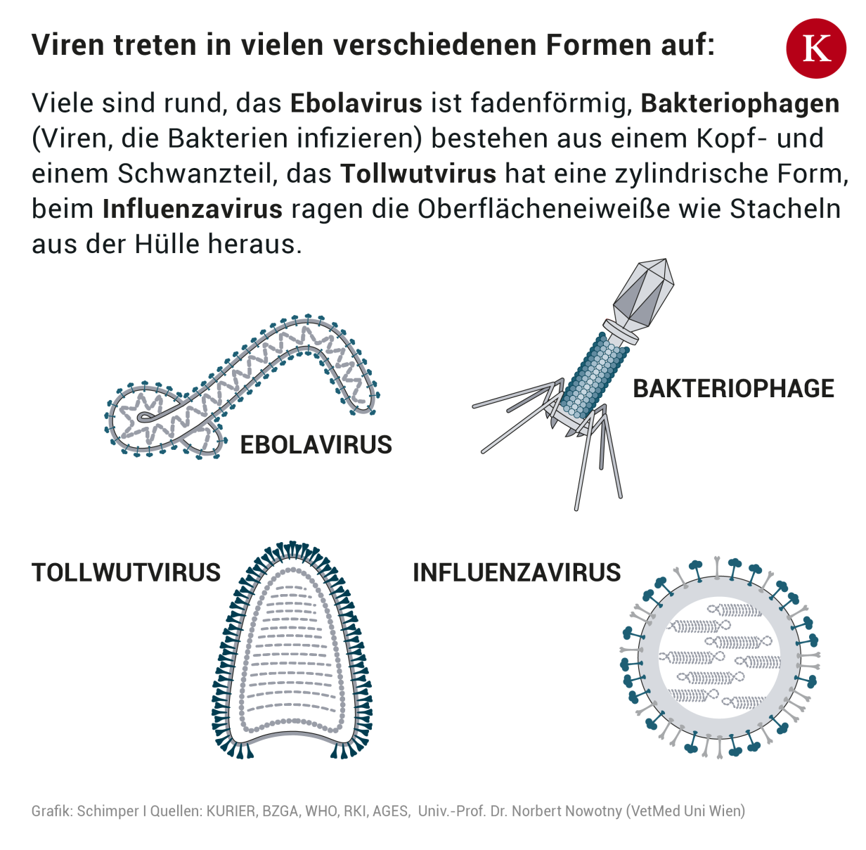 Was Sie schon immer über Viren wissen wollten | Kurier