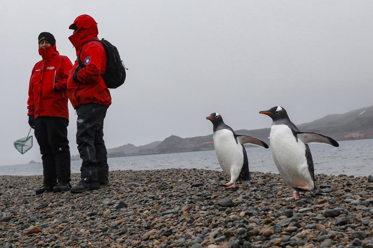 Video: Abendliche Pinguin-Parade wird zum Internet-Hit | Kurier