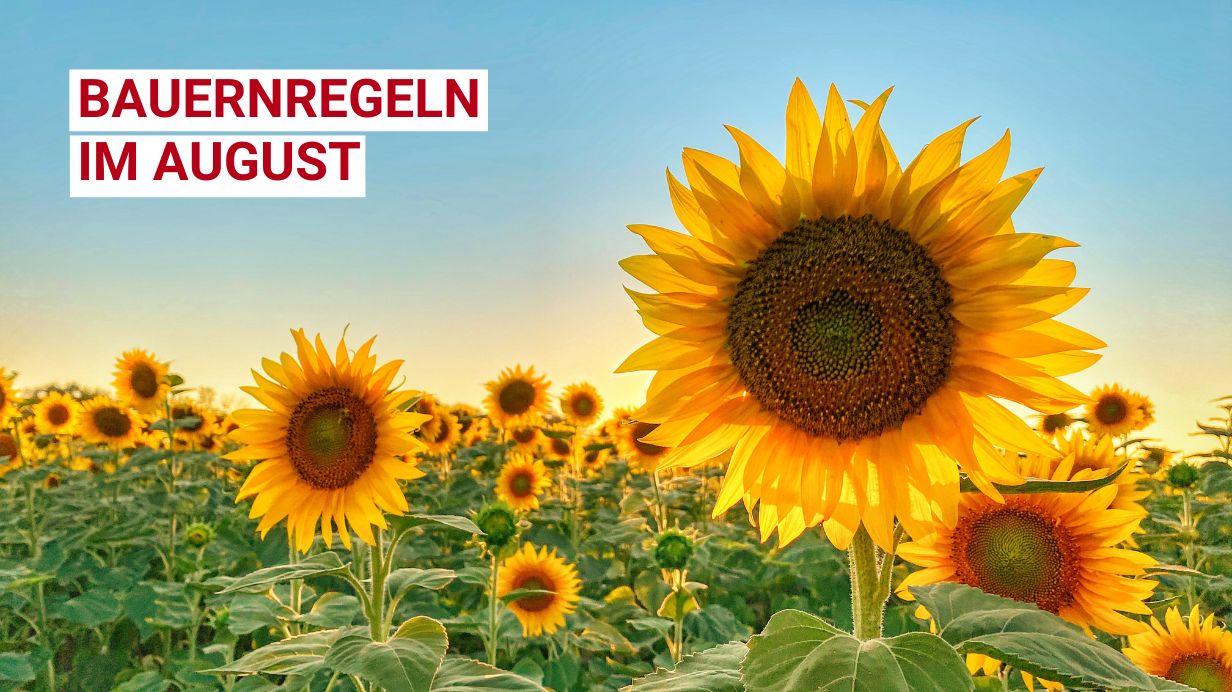 Bauernregeln: Ursprung, Wahrheitsgehalt und monatliches Best of | Kurier