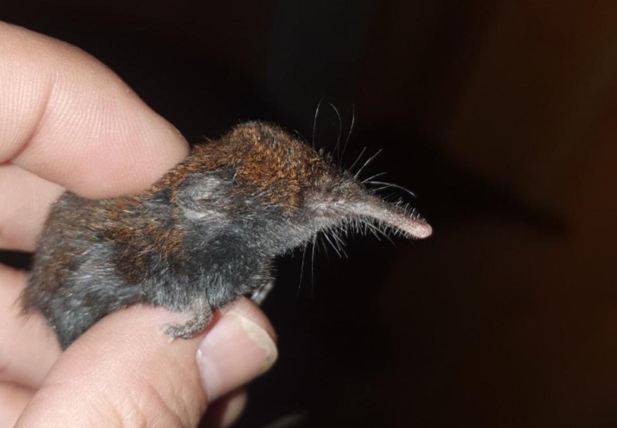 Diese 234 neuen Tierarten entdeckten Forscher in einem Jahr | Kurier