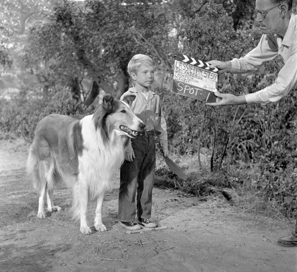 Timmy aus "Lassie" ist heute 75: Was wurde aus Kinderstar Jon Provost ...