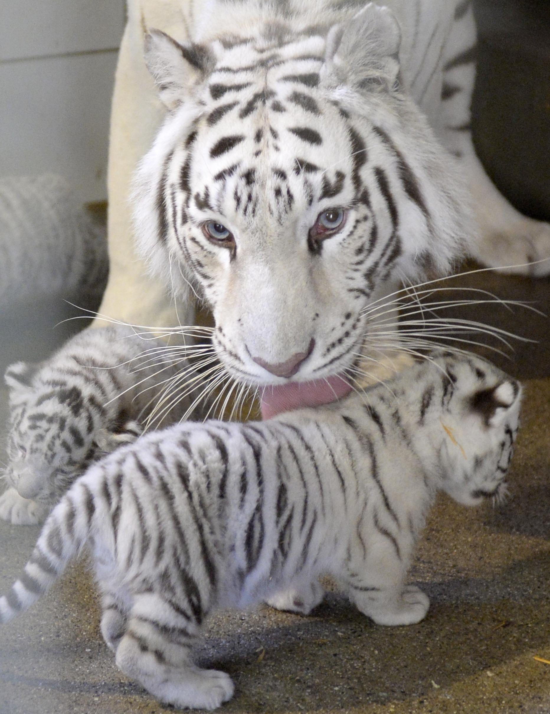 Weiße Tiger-Fünflinge im "weißen Zoo" Kernhof | Kurier