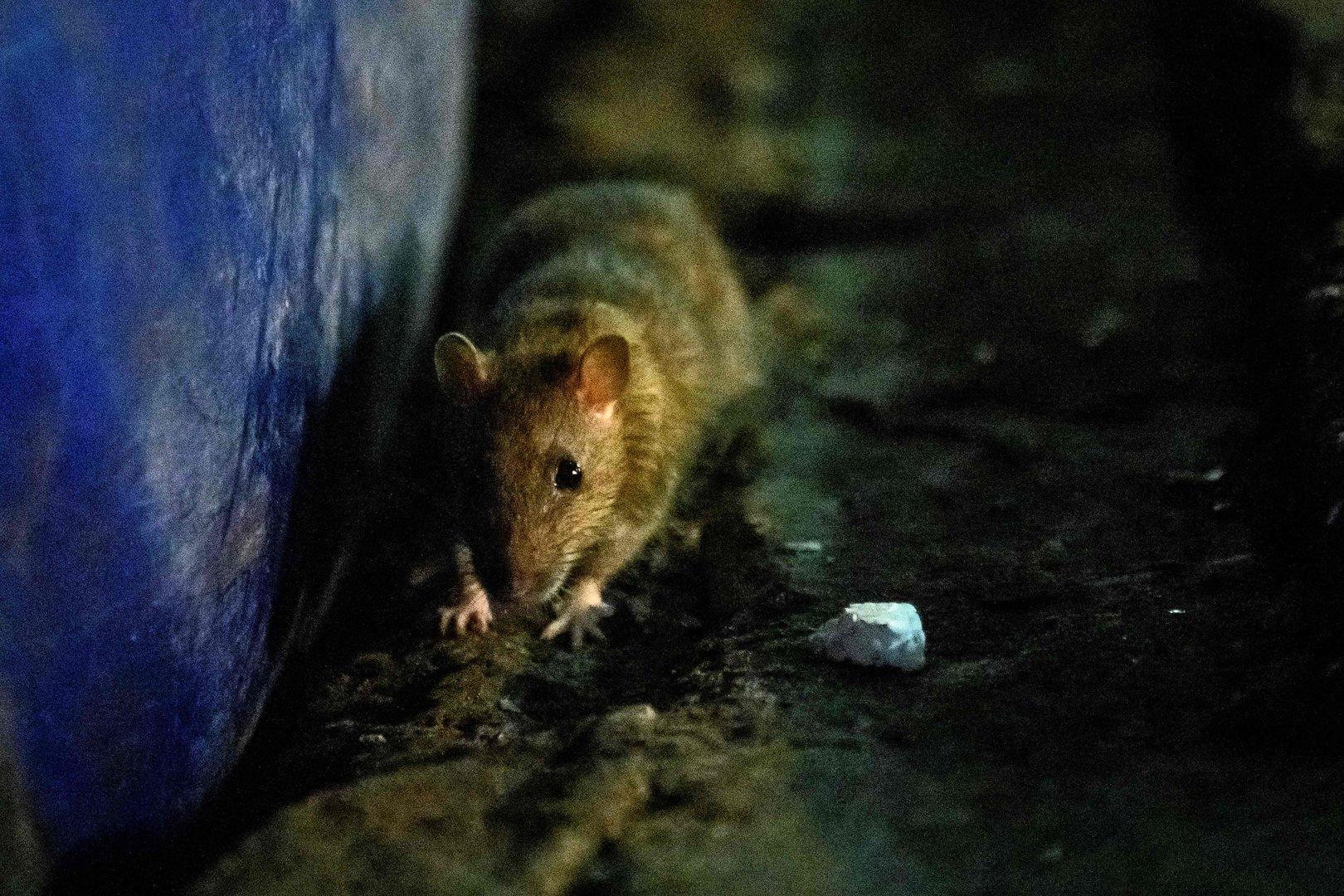 Kannibalische Ratten zogen an den Londoner Stadtrand | Kurier