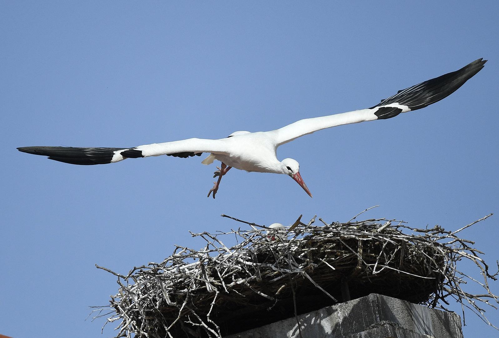 Neue, alte Gäste im Winter: Bleiben die Störche jetzt ganzes Jahr? | Kurier