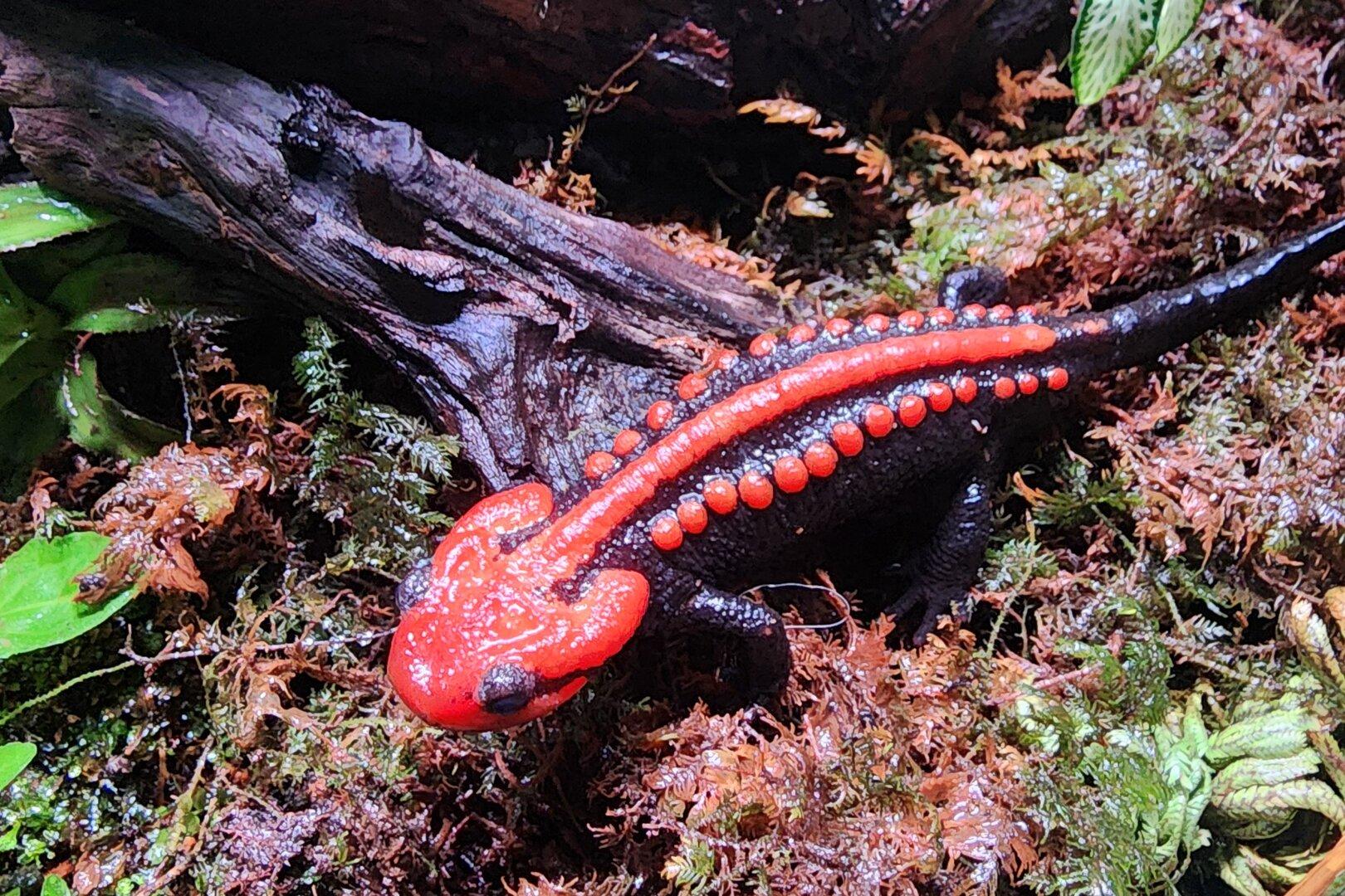 Diese 234 neuen Tierarten entdeckten Forscher in einem Jahr | Kurier