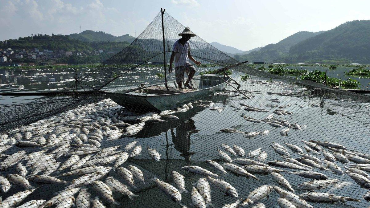 40 Prozent des Fischfangs landen im Müll | kurier.at