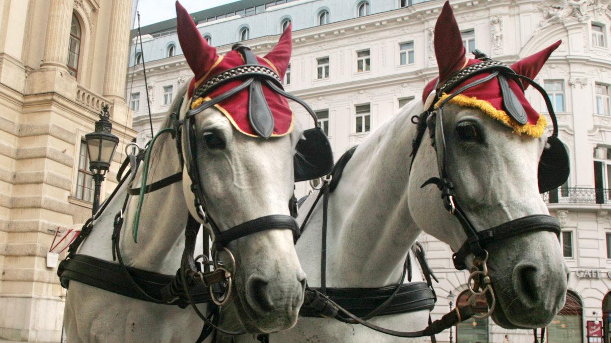 Wiener Fiaker im Streik | Kurier