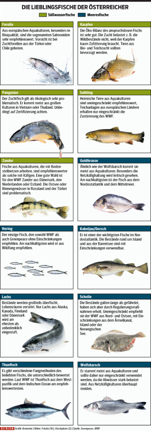 Welche Fische man noch mit gutem Gewissen essen kann | Kurier