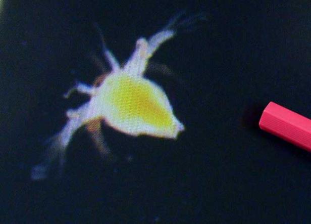 Triopse – was ist das? | Kurier