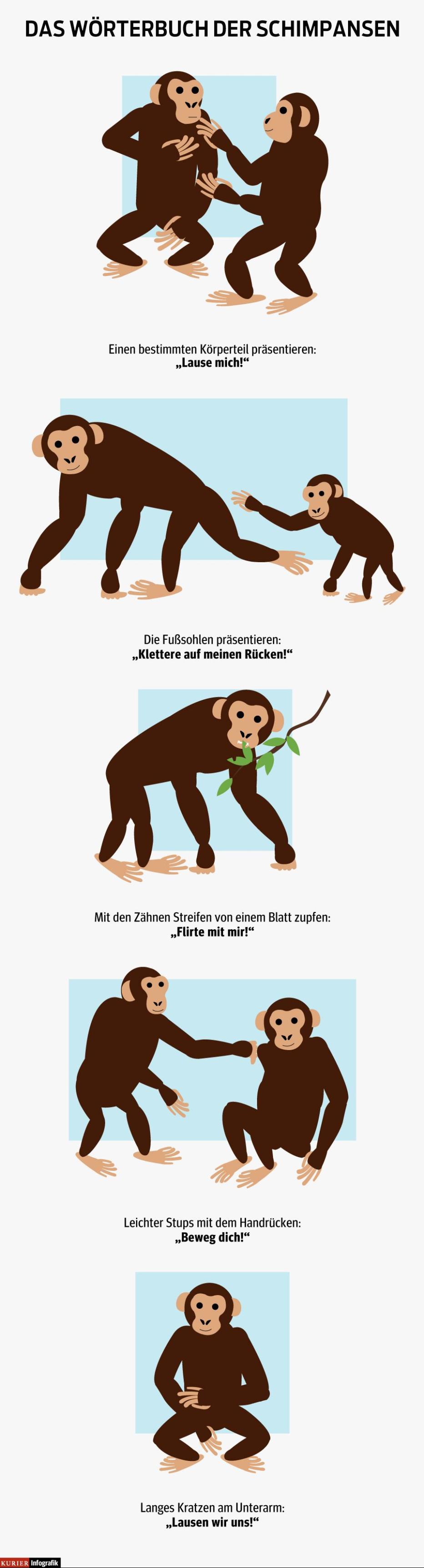 Sprechen Sie Schimpansisch? | Kurier