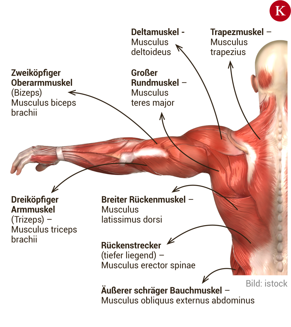 Von Faszie bis Faser: Wie uns unsere Muskeln gesund halten | Kurier