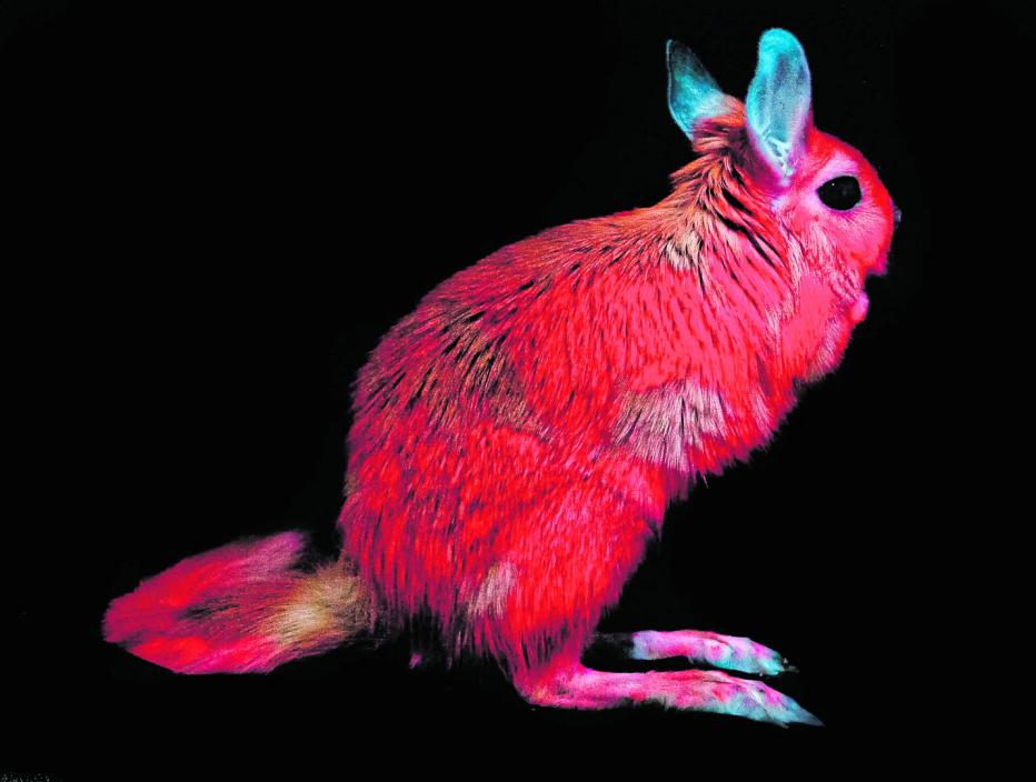 Biofluoreszenz: So bunt können Tiere im Schwarzlicht leuchten | Kurier