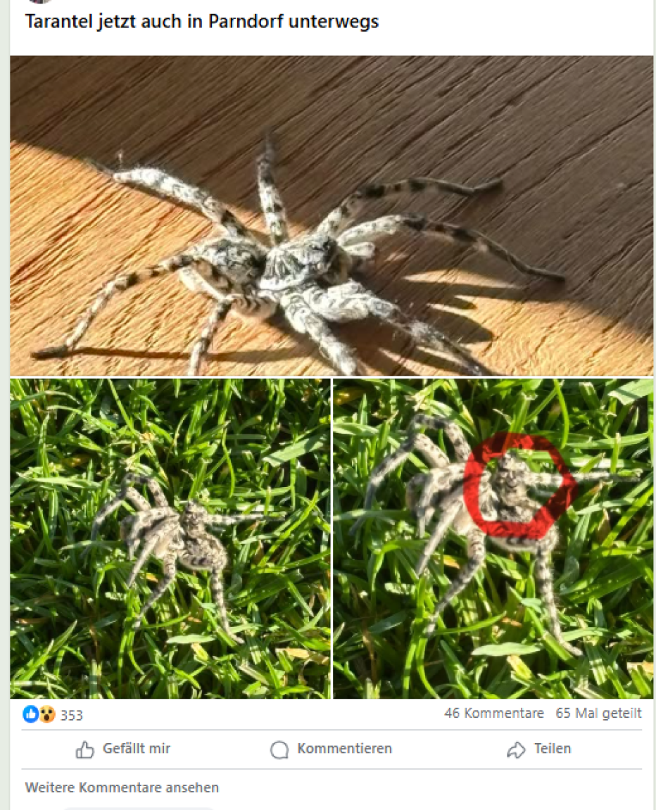 Tarantel-Alarm im Burgenland: Frau entdeckt große Spinne im Haus | Kurier