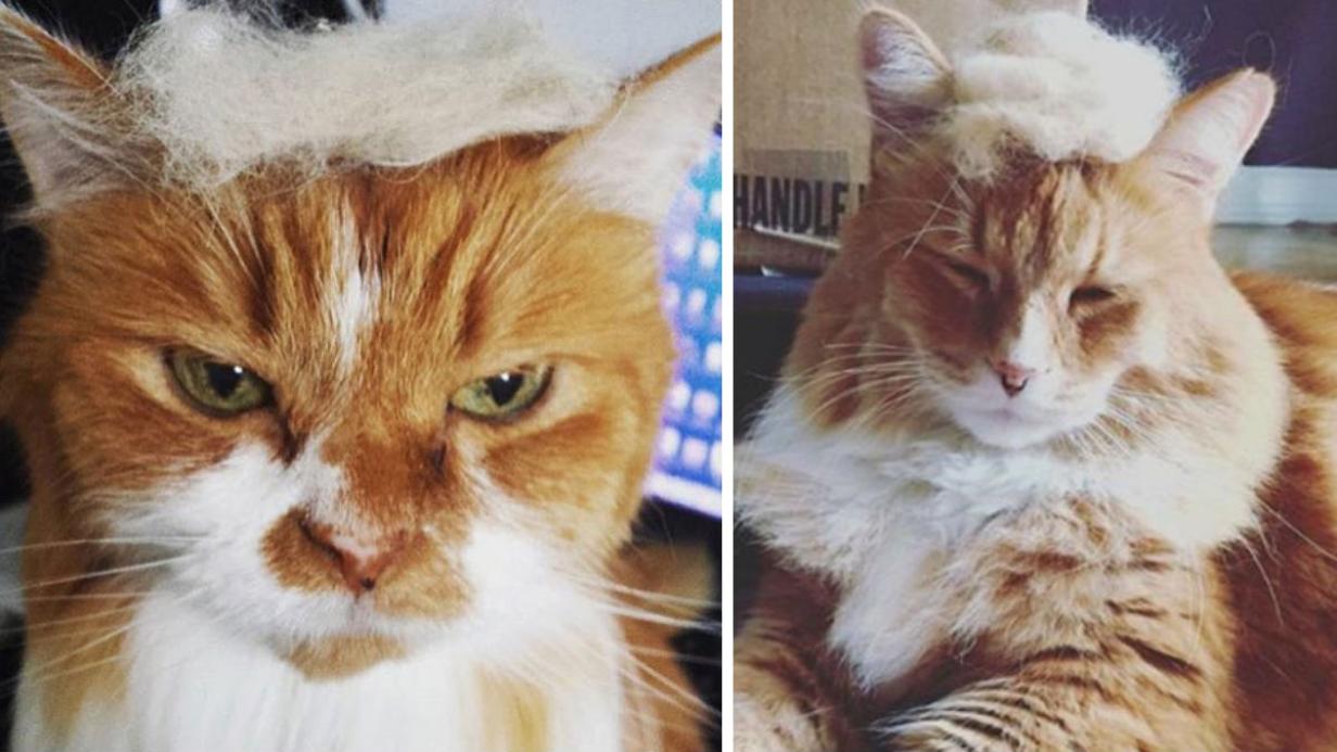 Katzen als Trump-Lookalikes | Kurier
