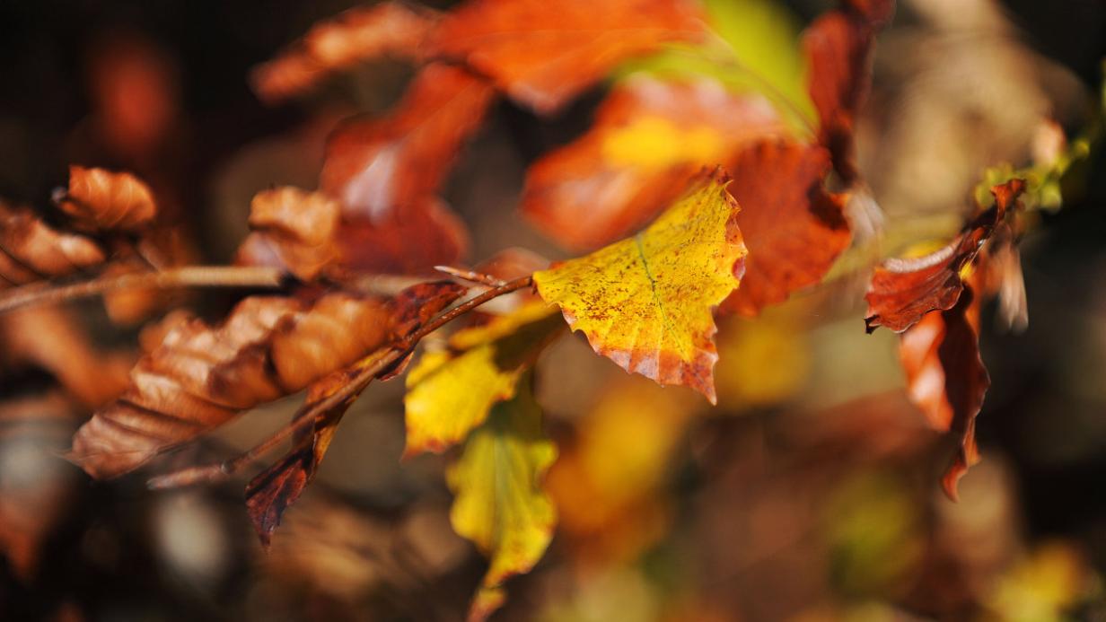 Herbstbeginn bringt viel Sonne mit sich | Kurier
