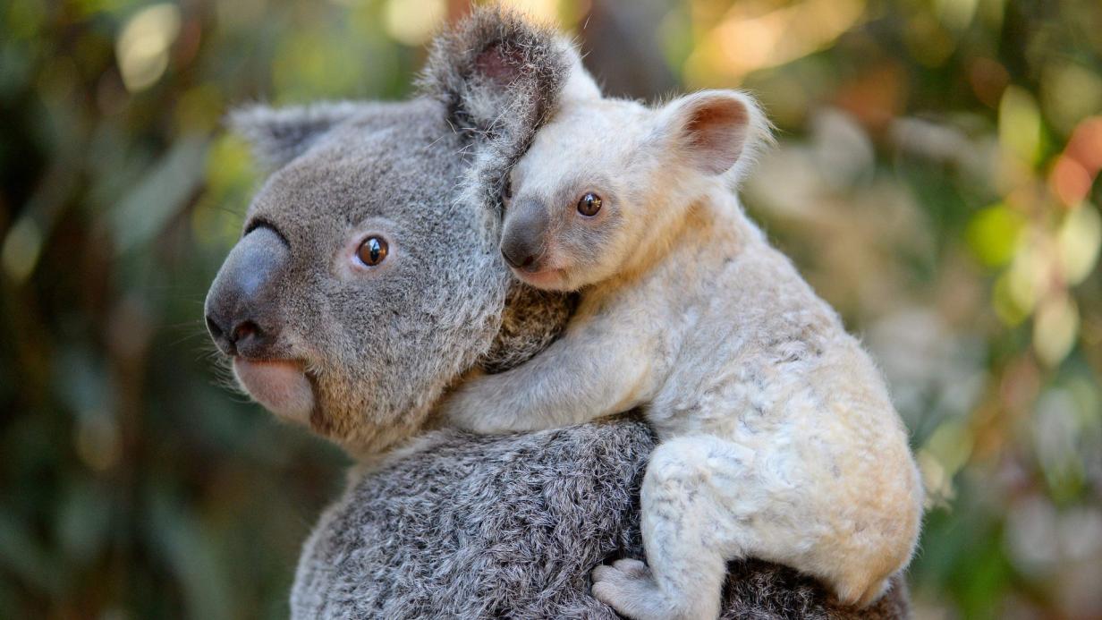 Koala mit weißem Fell geboren