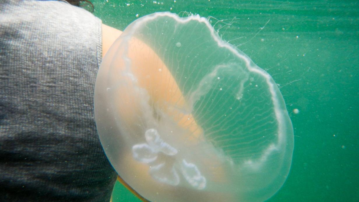 Philippinen: Tausende pinke Quallen tauchen vor Strand auf | kurier.at