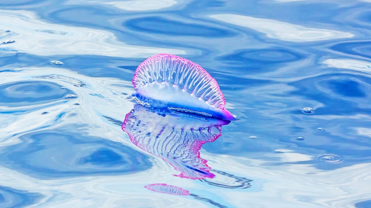 Quallenalarm: Portugiesische Galeere wieder vor Mallorca gesichtet | Kurier