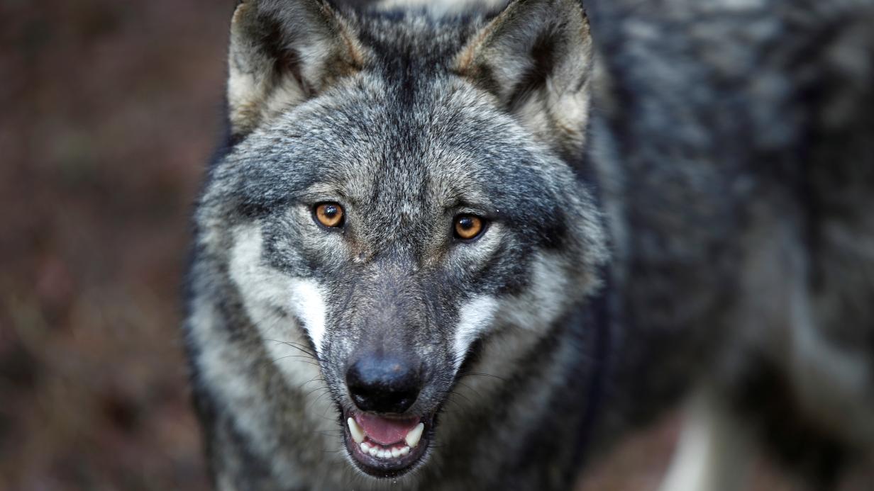 Wolf-Mensch-Beziehung: Auch Wölfe sind zur Kooperation bereit | Kurier