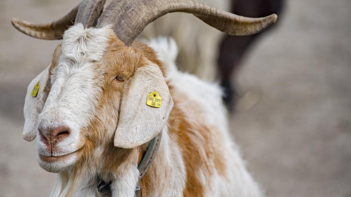 Ziegenbock mit durchgeschnittener Kehle im Wald aufgefunden Ziegenbock mit durchgeschnittener Kehle im Wald aufgefunden