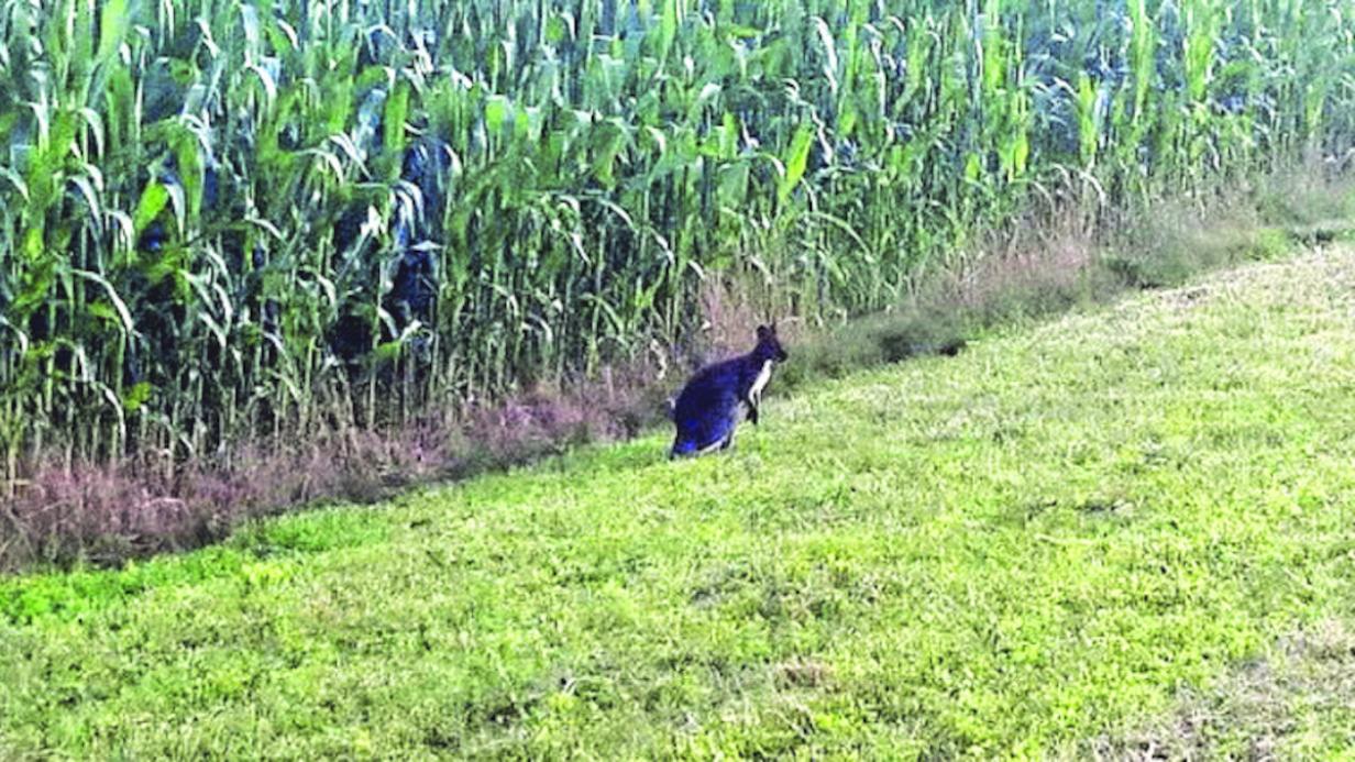 No Kangaroos in Austria? Känguru im Mühlviertel gesichtet | Kurier