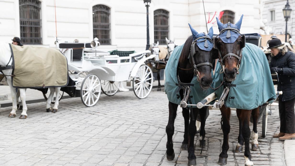 Umstrittene Traditionssbranche: Die Leiden der Wiener Fiaker | Kurier