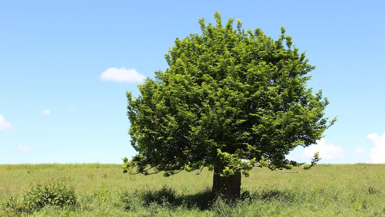 Welcher Baum passt in den eigenen Garten?