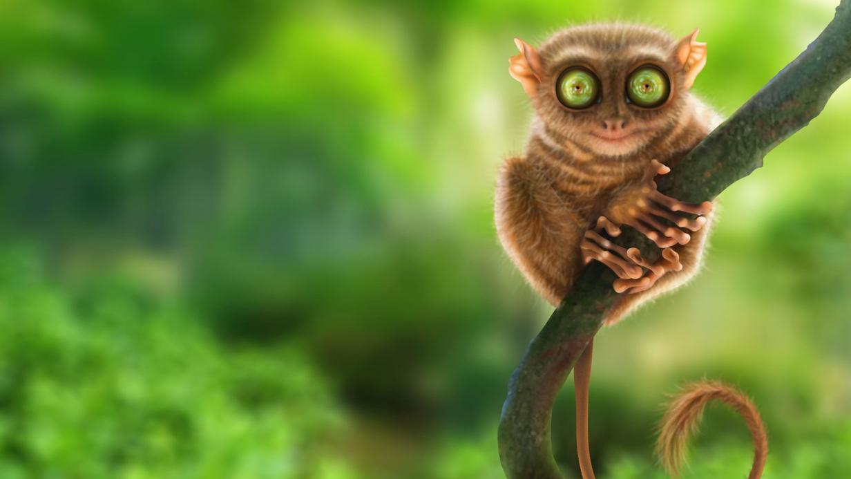 Auf diesen Trauminseln können seltene Tierarten bestaunt werden