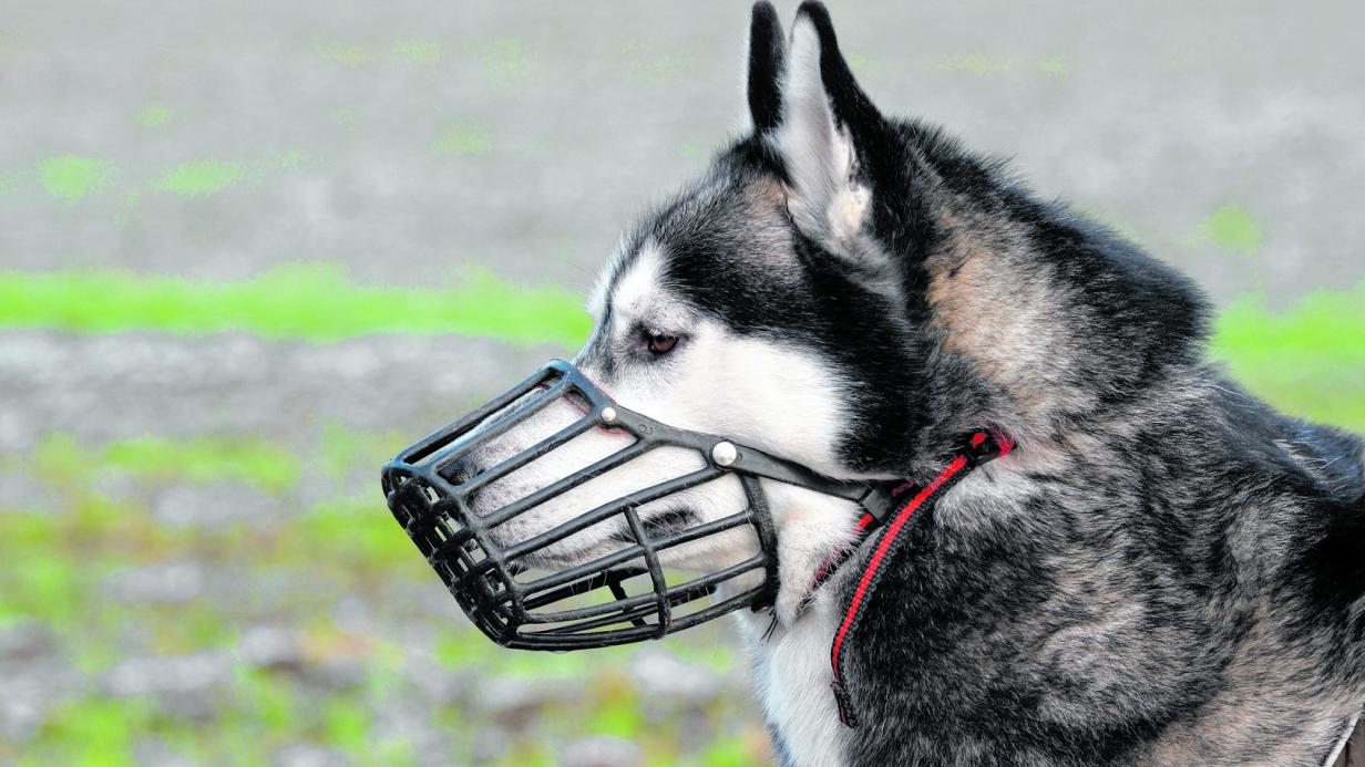 Tiercoach: So gelingt das Maulkorbtraining | Kurier