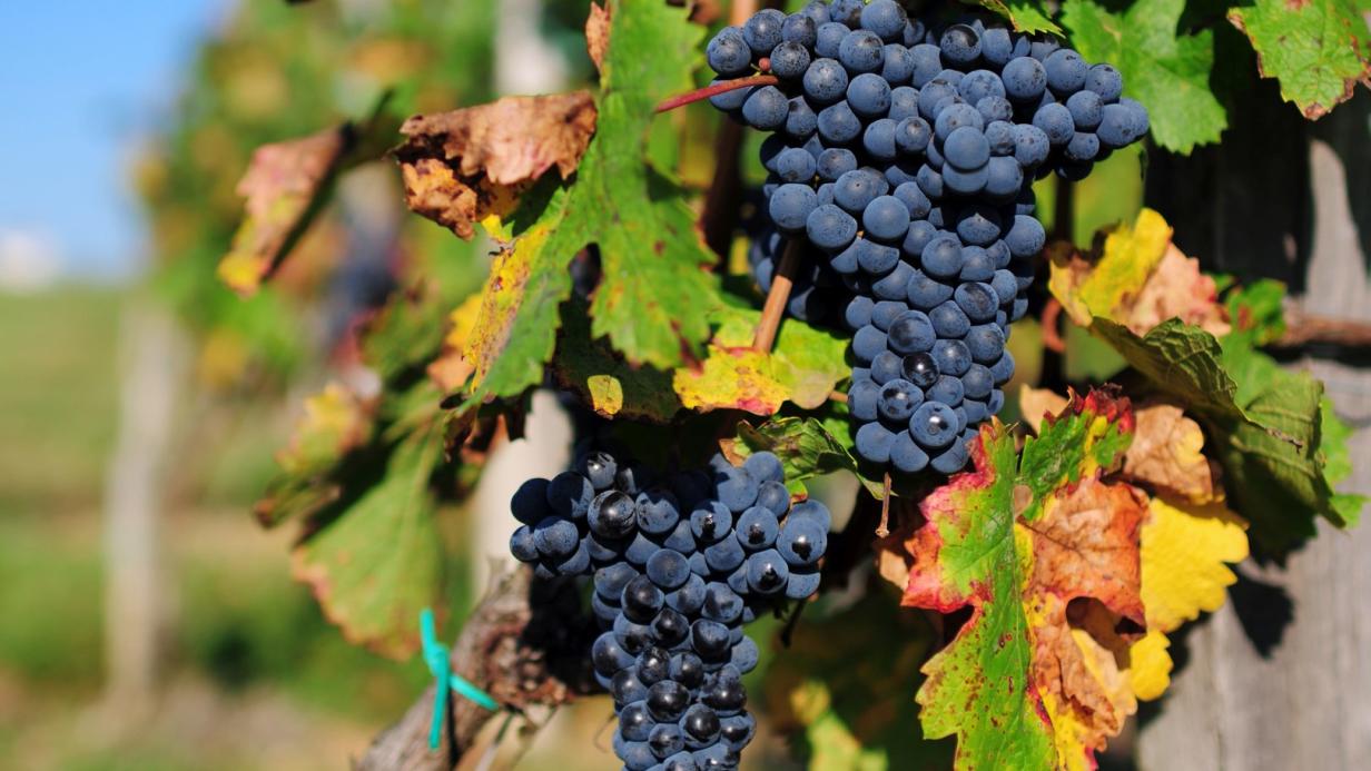 Ein Bund Edel-Trauben in Japan für 10.000 Euro versteigert