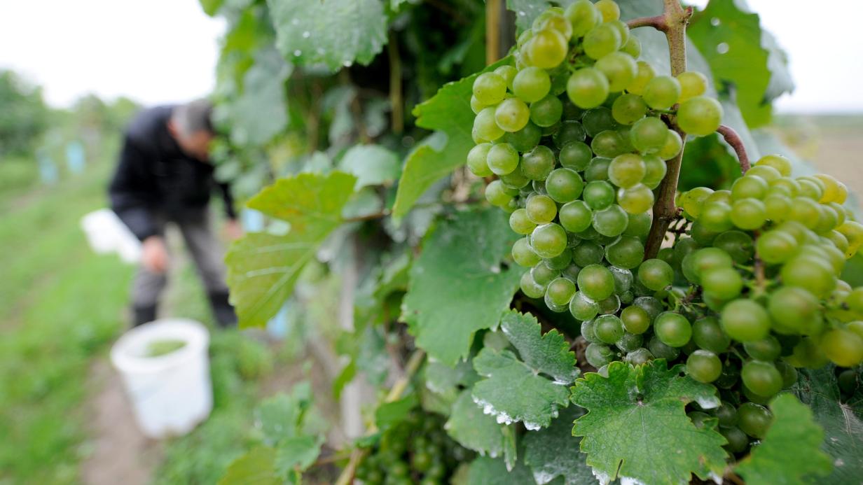 „Gesunde Trauben“: Winzer rechnen mit Spitzen-Qualität | Kurier