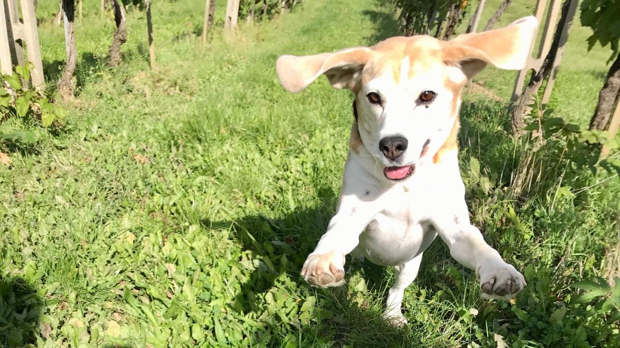 Persönliche Feiertage