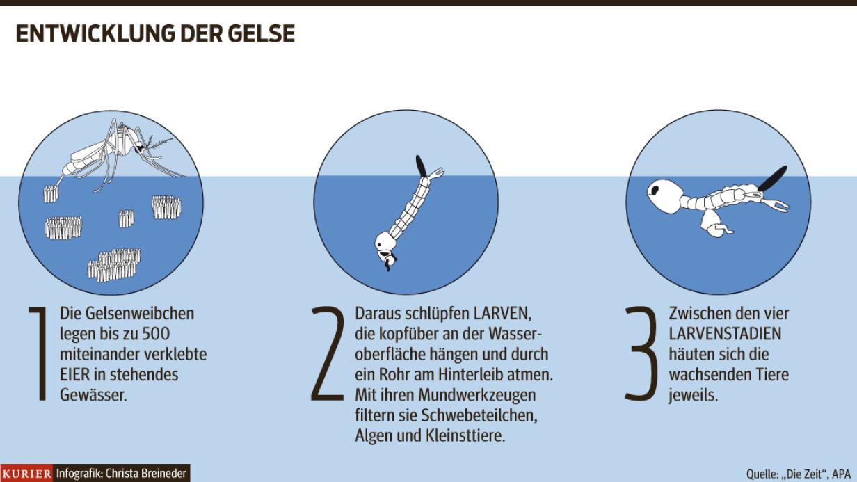 Entwicklung vom Ei bis zur Gelse | Kurier