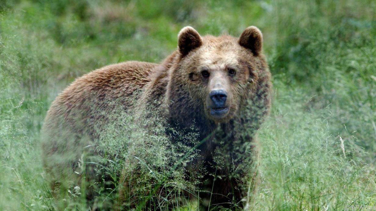 Naturfilmer wurde fast von Bär getötet - und hegt dennoch keinen Groll ...