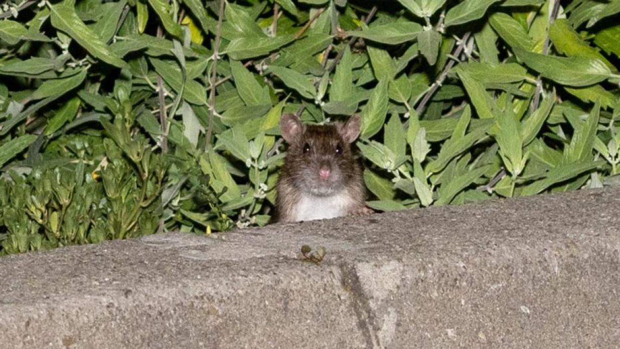 Immer mehr fette Ratten in Wien gesichtet | Kurier
