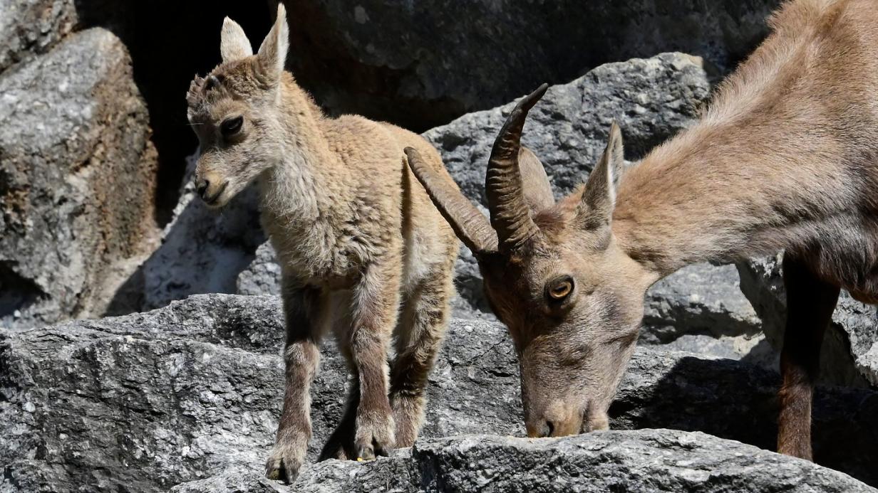 "Völlig unerwartet": Steinbockbaby vor Augen der Besucher geboren | Kurier