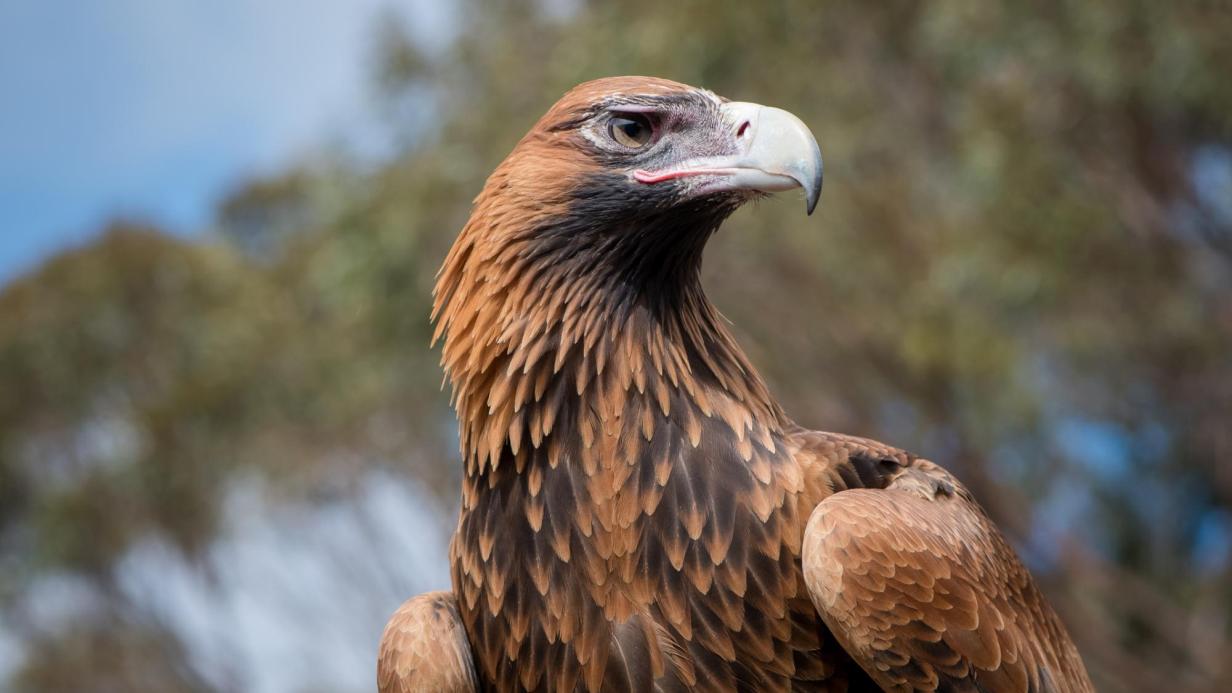 Ausgestorbener Megavogel: In Australien jagten einst riesige Adler | Kurier