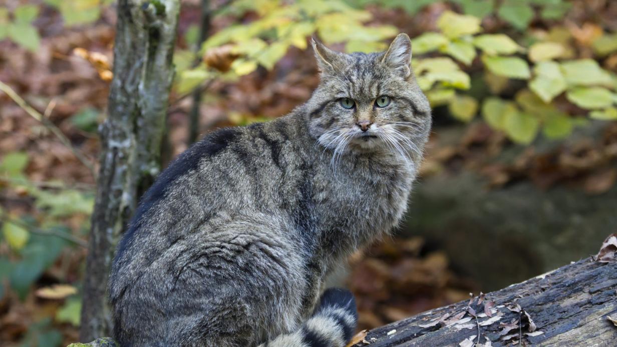 Wildkatze - Hauskatze: Wege und Gene kreuzen sich selten | Kurier