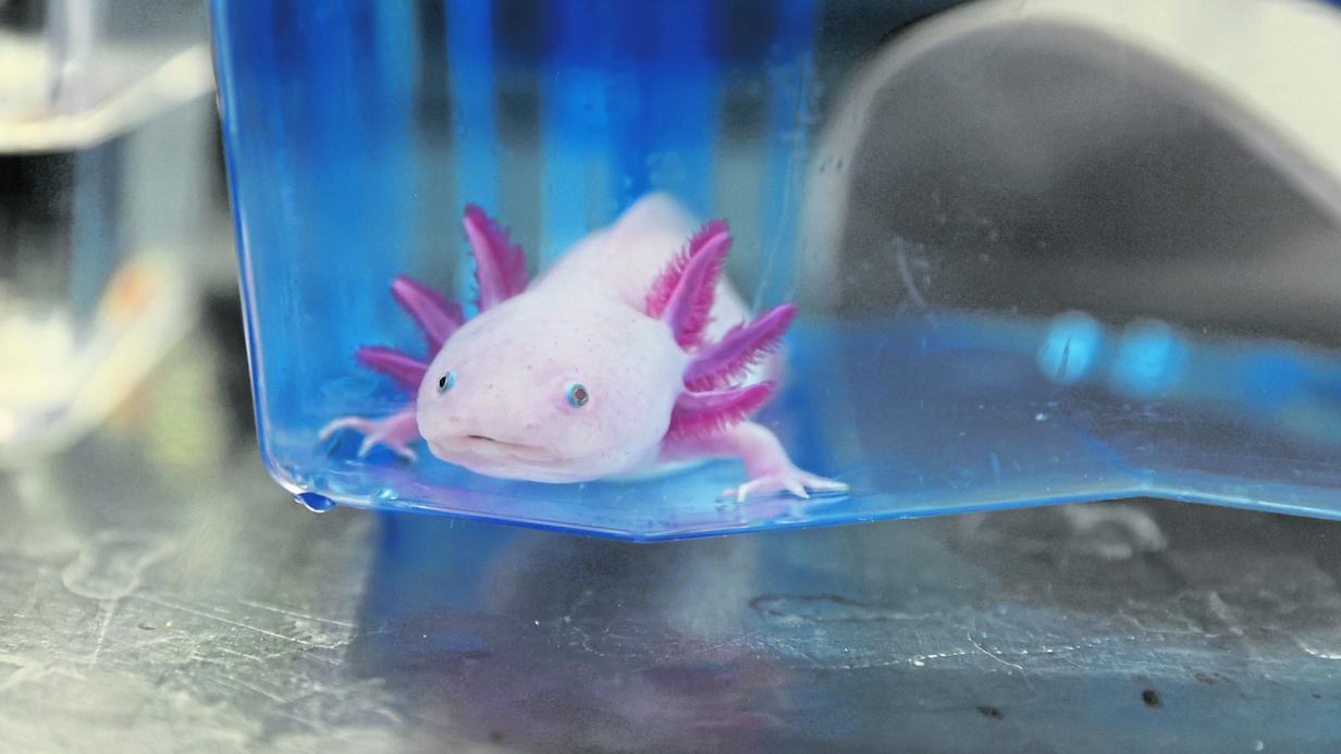 Größte Axolotl-Kolonie der Welt: Spitzenforscherin lässt in Wien ...