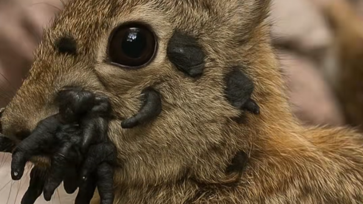 "Zombie-Kaninchen": Mutierte Hasen mit Hörnern sorgen für Aufruhr | Kurier