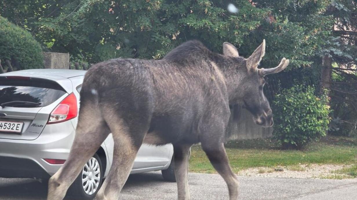 Elch Emil auf Tour: Er dürfte bereits Donau durchschwommen haben | Kurier