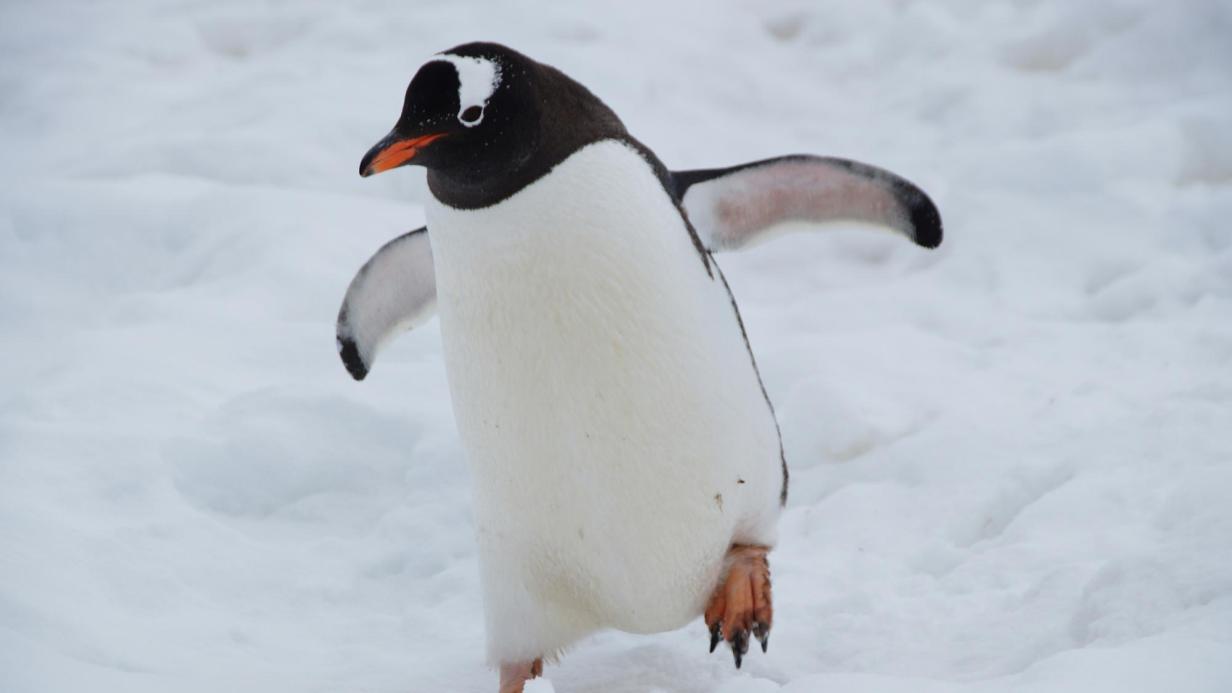 Können Pinguine alleine leben? Einsamer Pinguin geht viral | Kurier