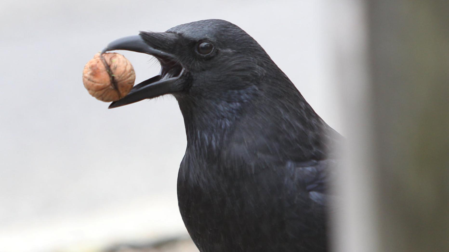 Warum man zu Raben nett sein sollte | Kurier