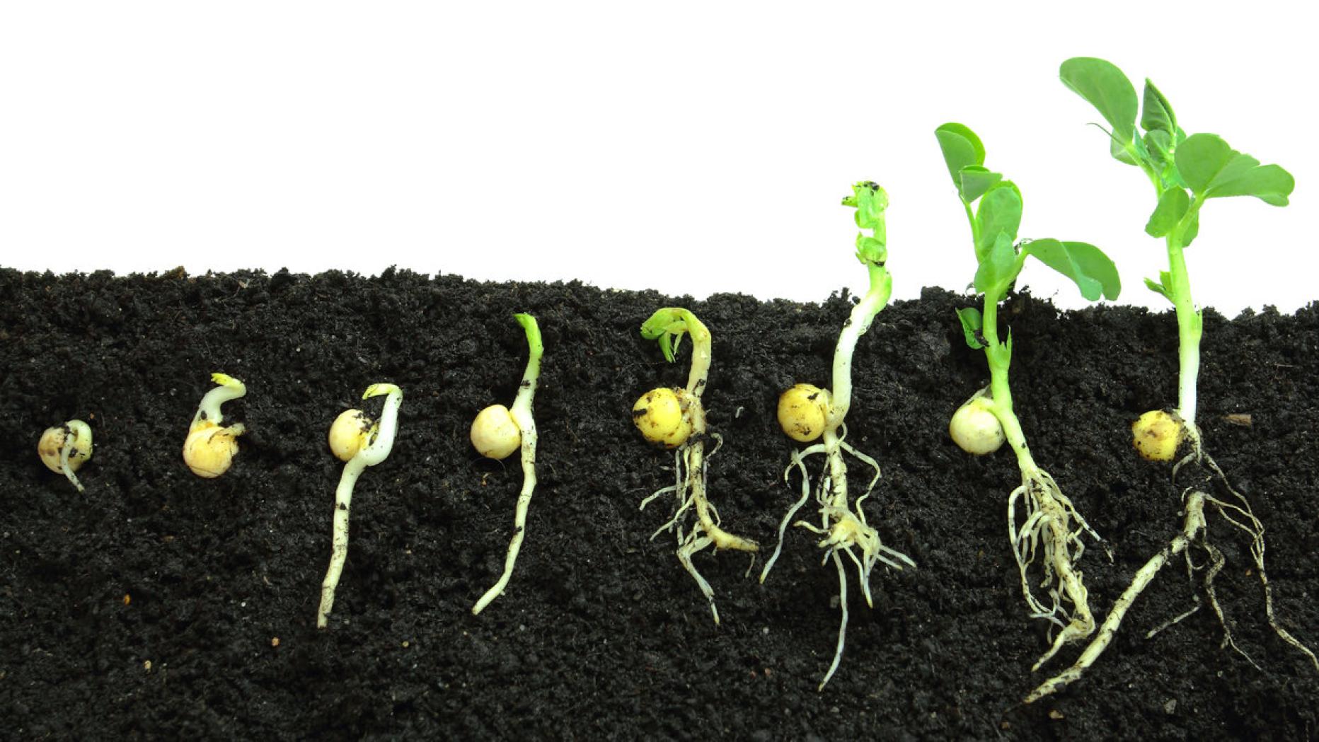 In der Sprosse liegt die Kraft | Kurier