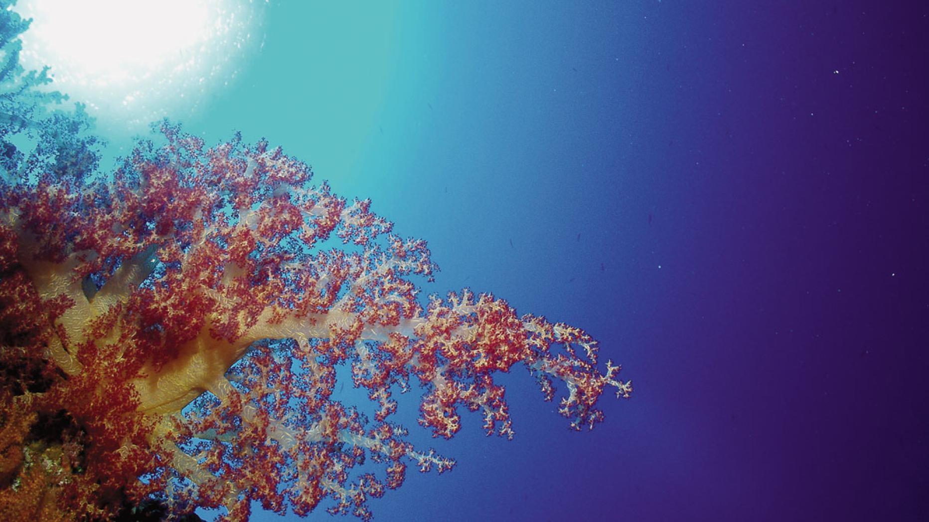 "Wundersame Rettung" von vermisstem Taucher auf Mallorca | Kurier