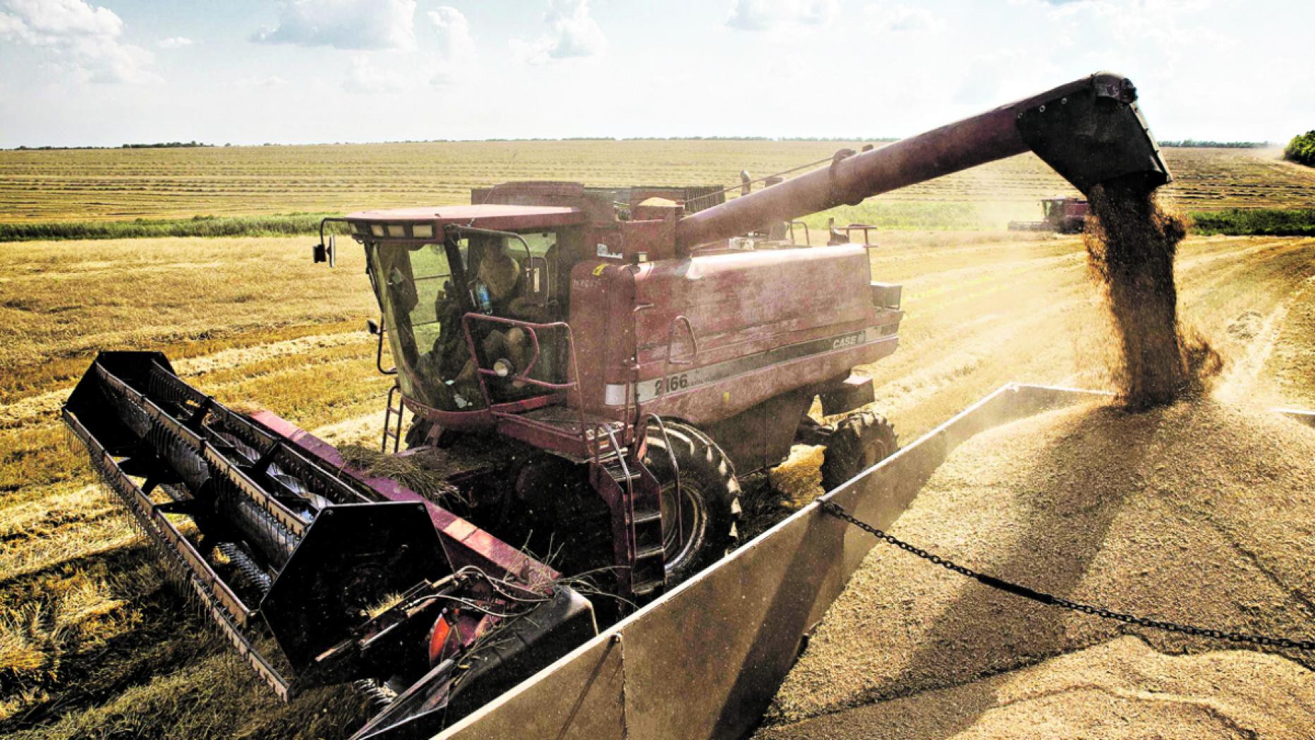 Ukraine-Konflikt verursacht Ernteausfälle bei Weizen | Kurier