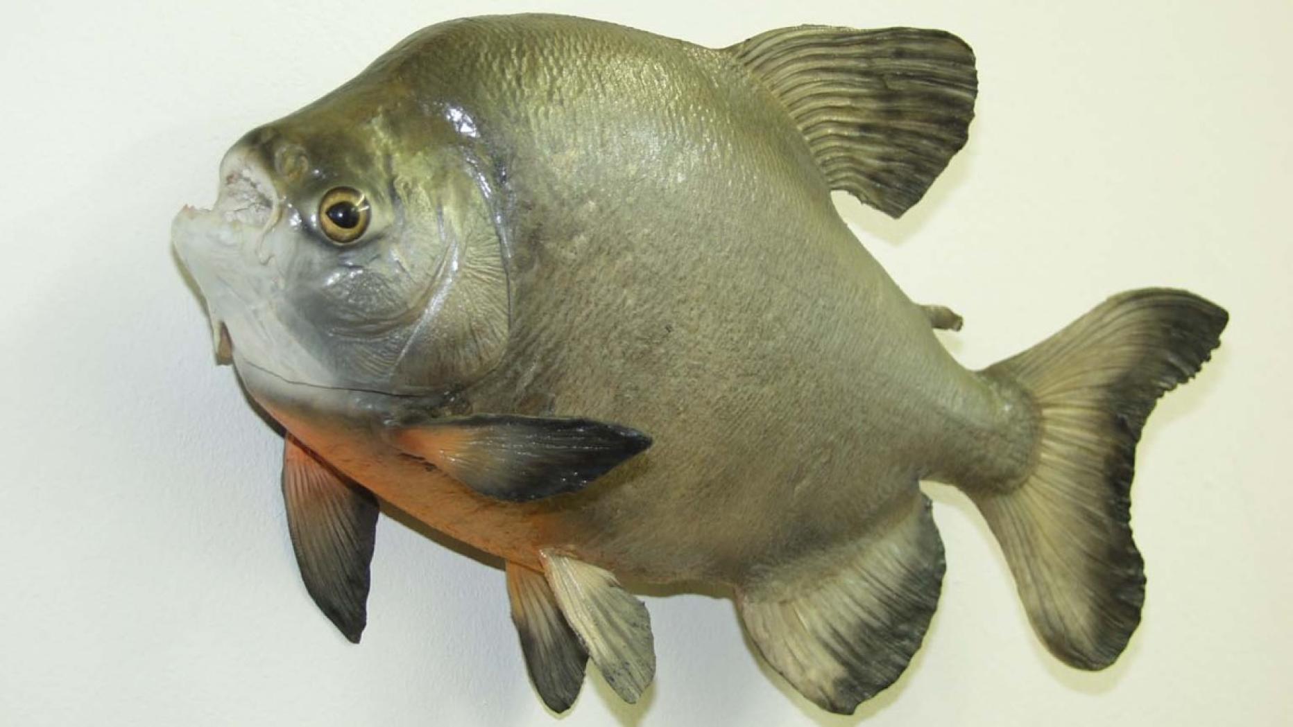 March: Pacu als Gefahr für die heimische Flussfauna | Kurier