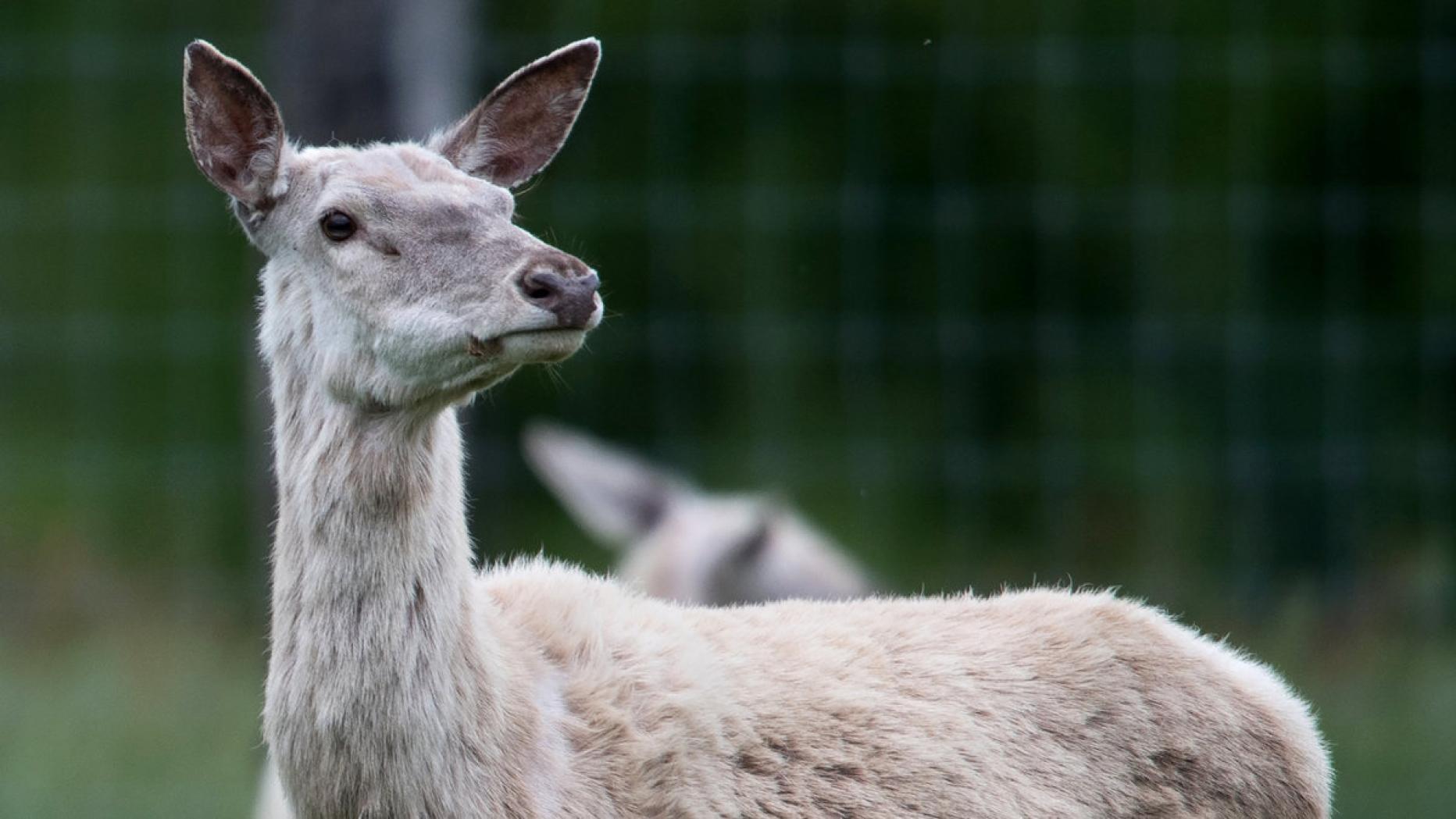 Geheimnis der weißen Hirsche gelöst | Kurier
